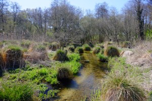 Natural England’s official chalk stream map – Chalk-Streams