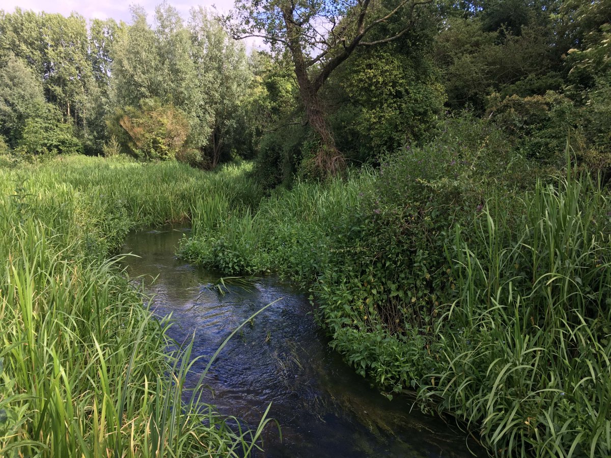 The difference five years makes. – Chalk-Streams