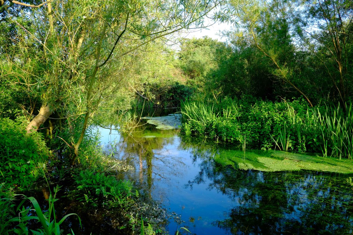 Chalk-Streams – the conservation and restoration of chalk-streams