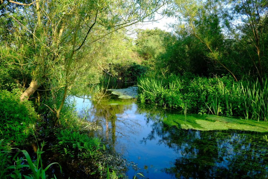 Chalk-Streams – the conservation and restoration of chalk-streams