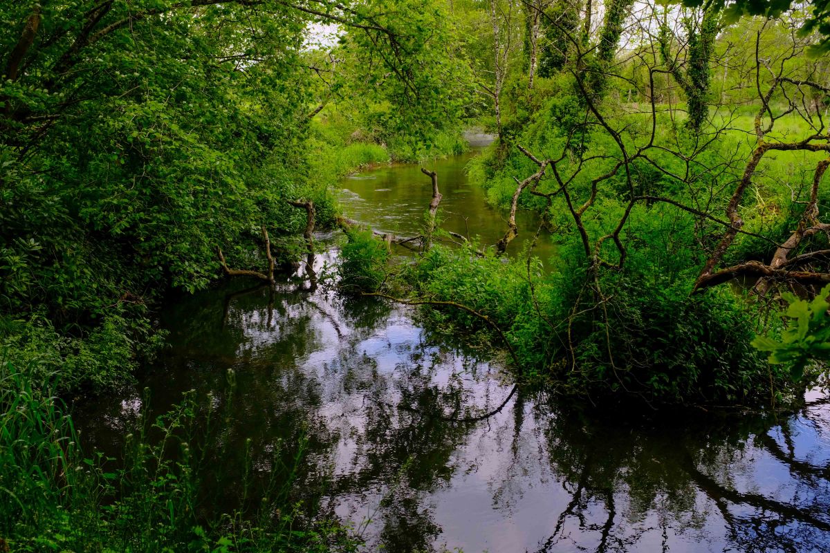 Why chalk streams? – Chalk-Streams