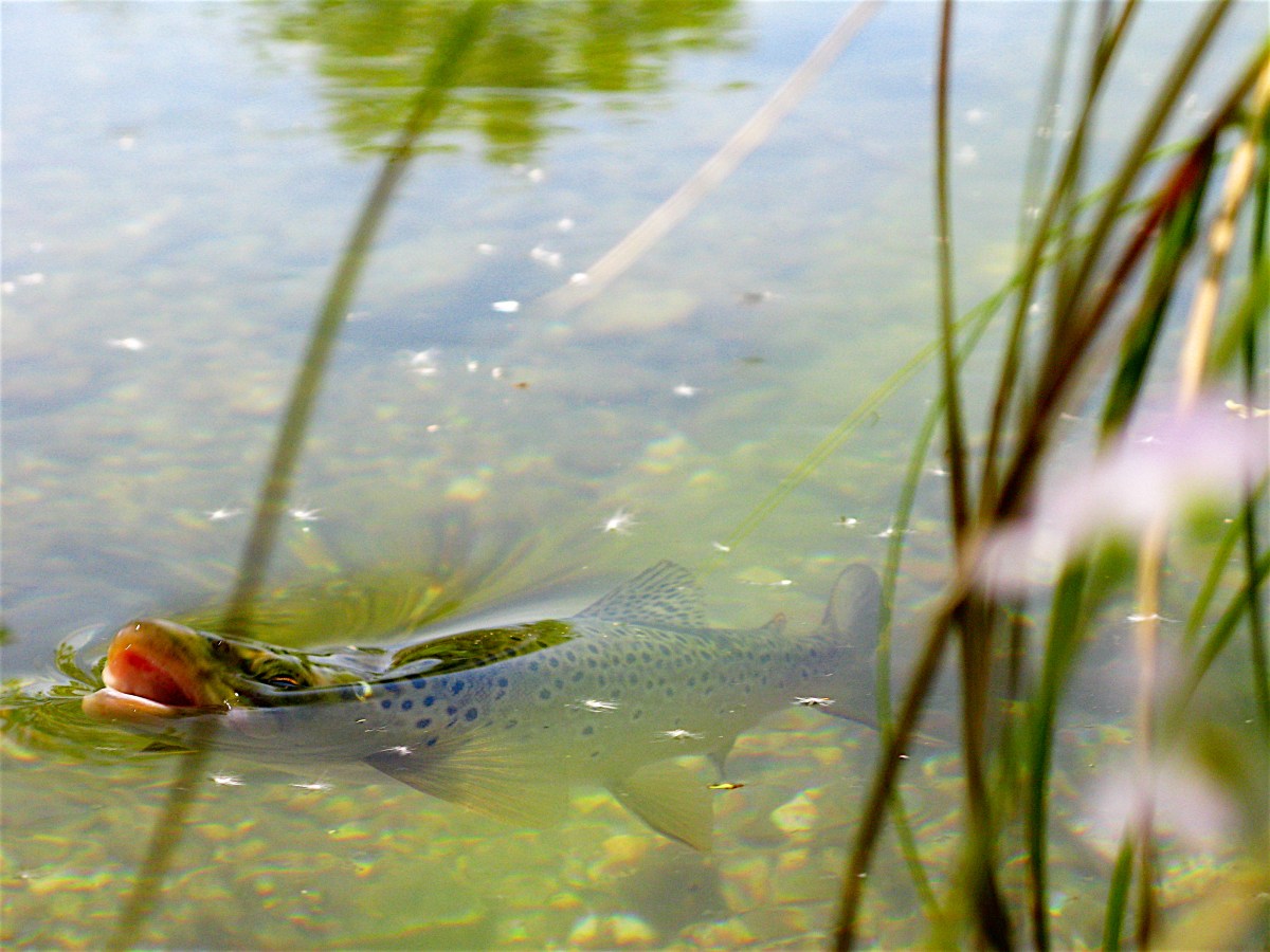 Chalk-Streams – the conservation and restoration of chalk-streams