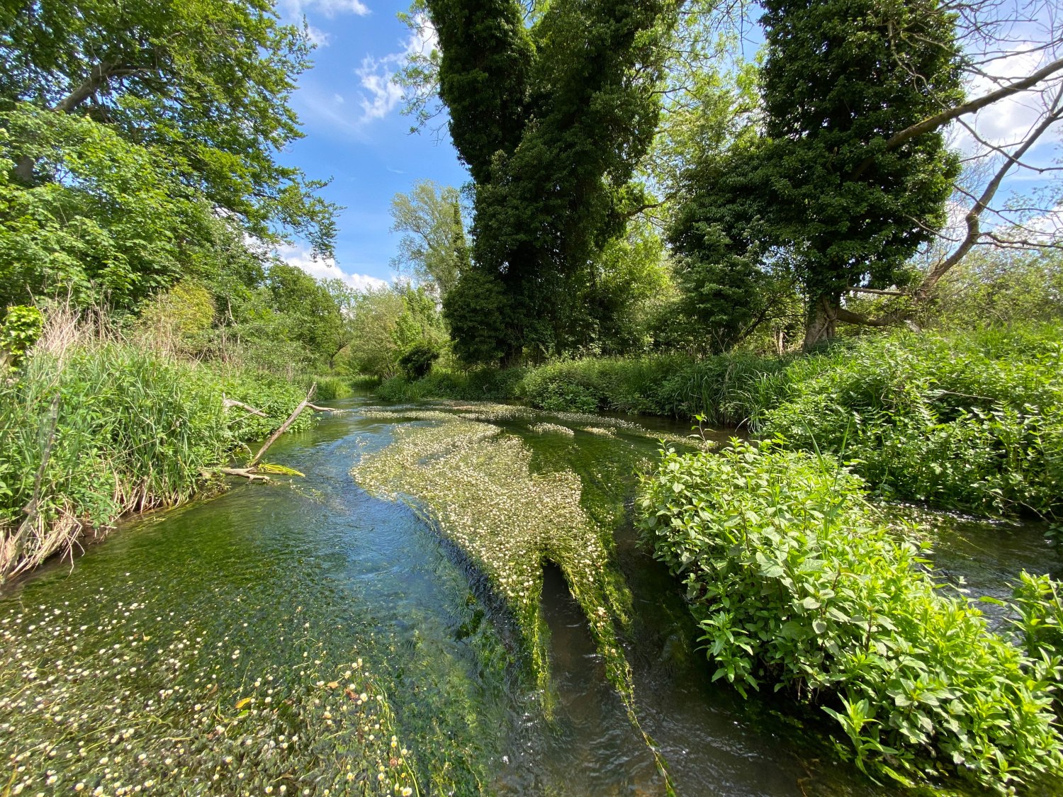 Chalk-Streams – the conservation and restoration of chalk-streams