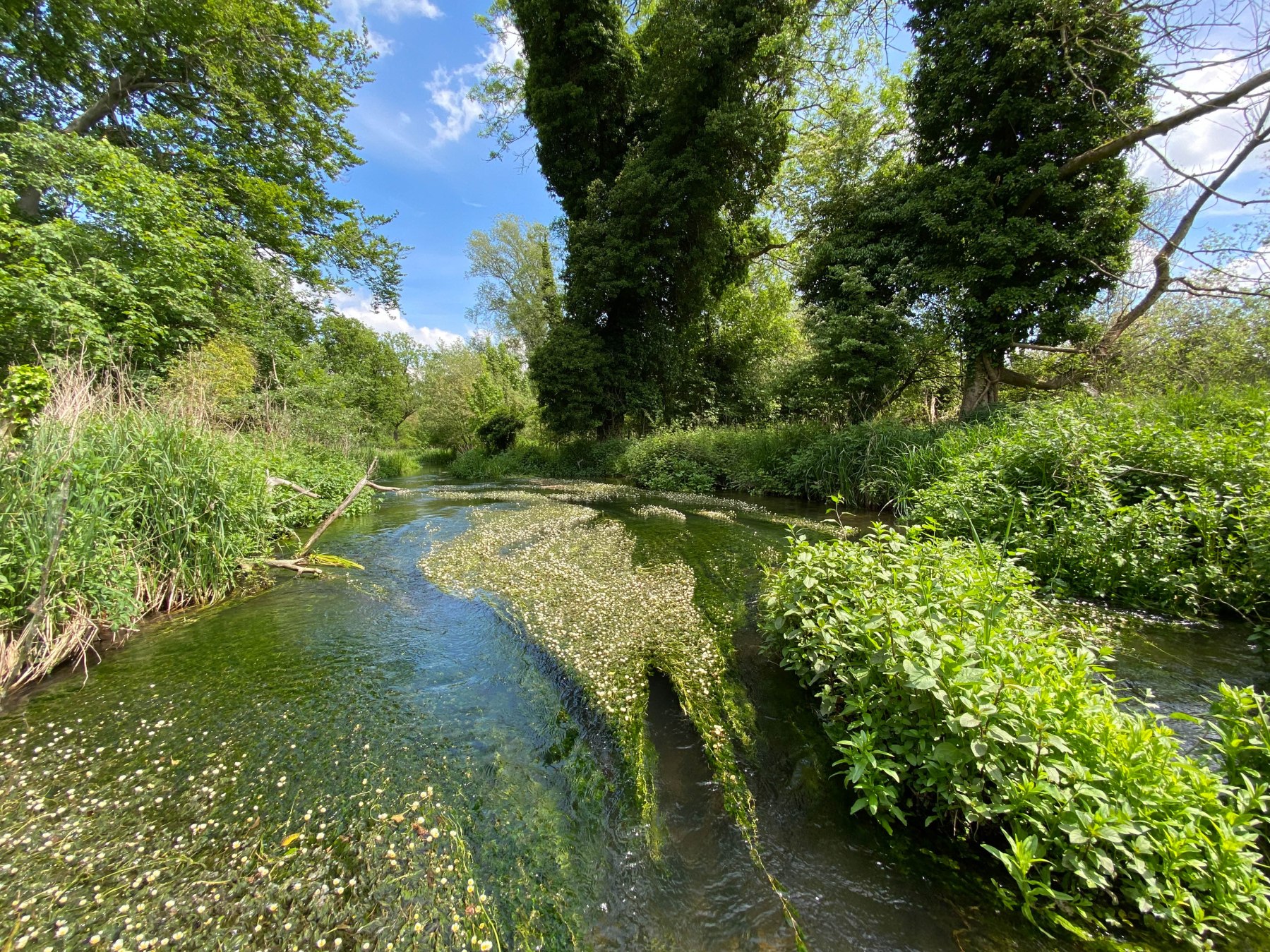 Chalk-Streams – the conservation and restoration of chalk-streams