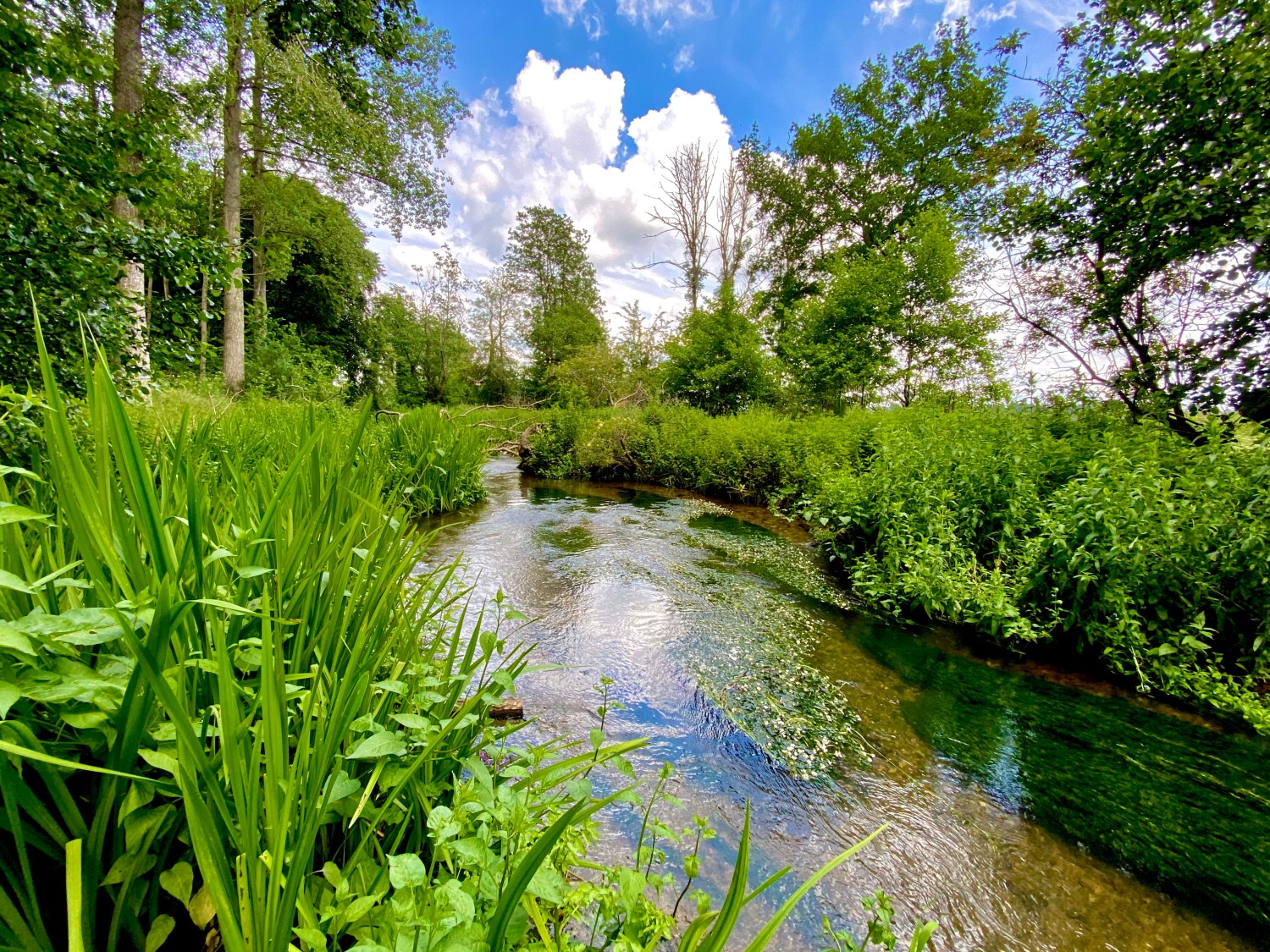 Chalk-Streams – the conservation and restoration of chalk-streams