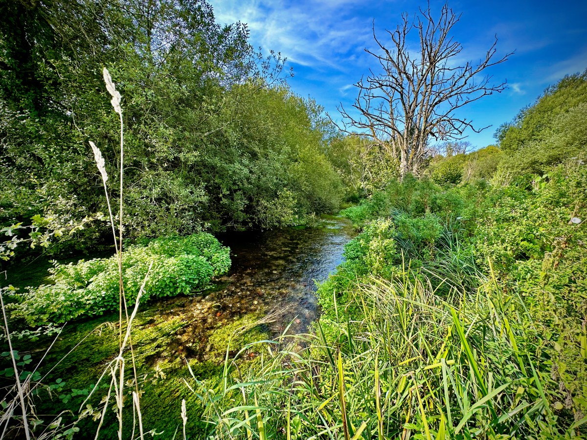 Why I think chalk streams are ‘irreplaceable habitats’ and should be ...