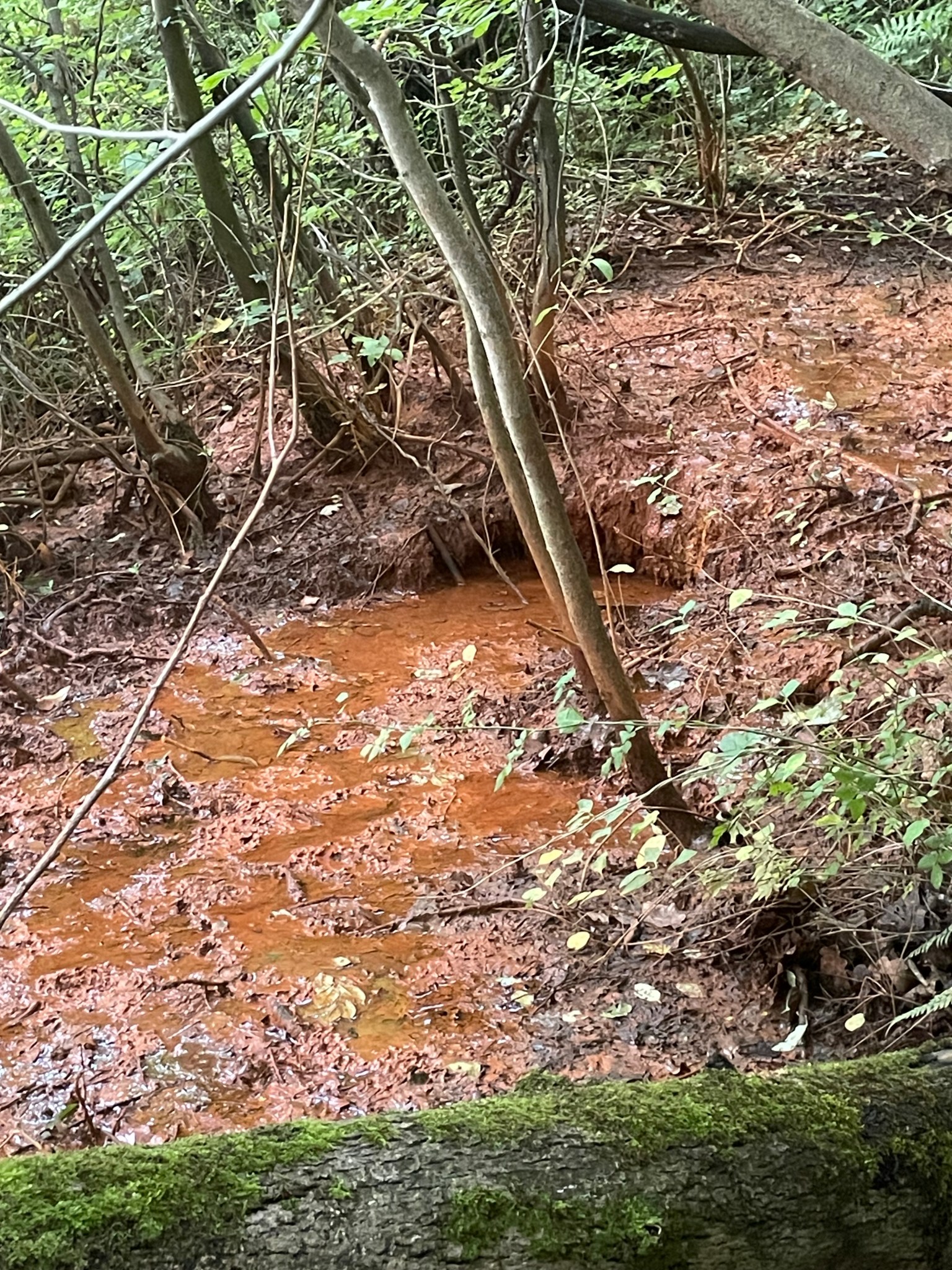 Chalk-Streams – the conservation and restoration of chalk-streams